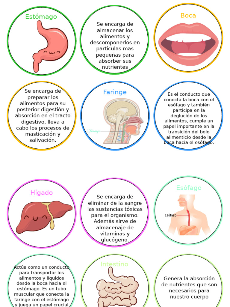 Memorama Del SG | PDF | Digestión | Sistema digestivo humano