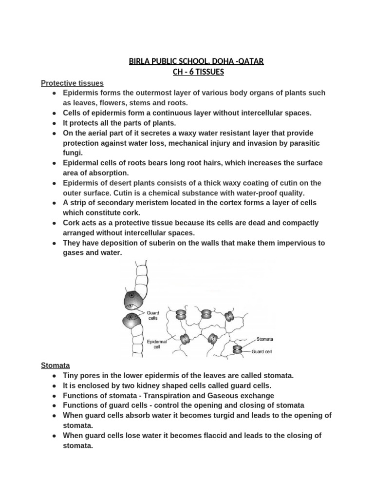 Complex Permanent Tissues - Notes | PDF | Tissue (Biology) | Branches ...