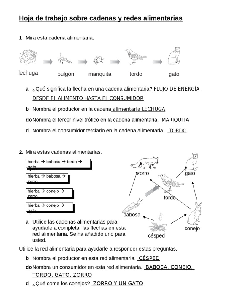 Redes y Cadenas Alimentarias | PDF | Red alimentaria | Ecología