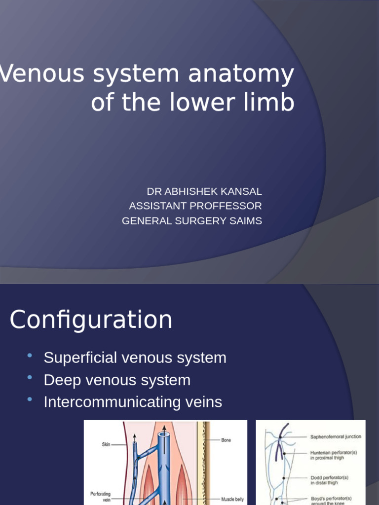 Anatomy of Lower Limb Venous System | PDF | Vein | Human Leg