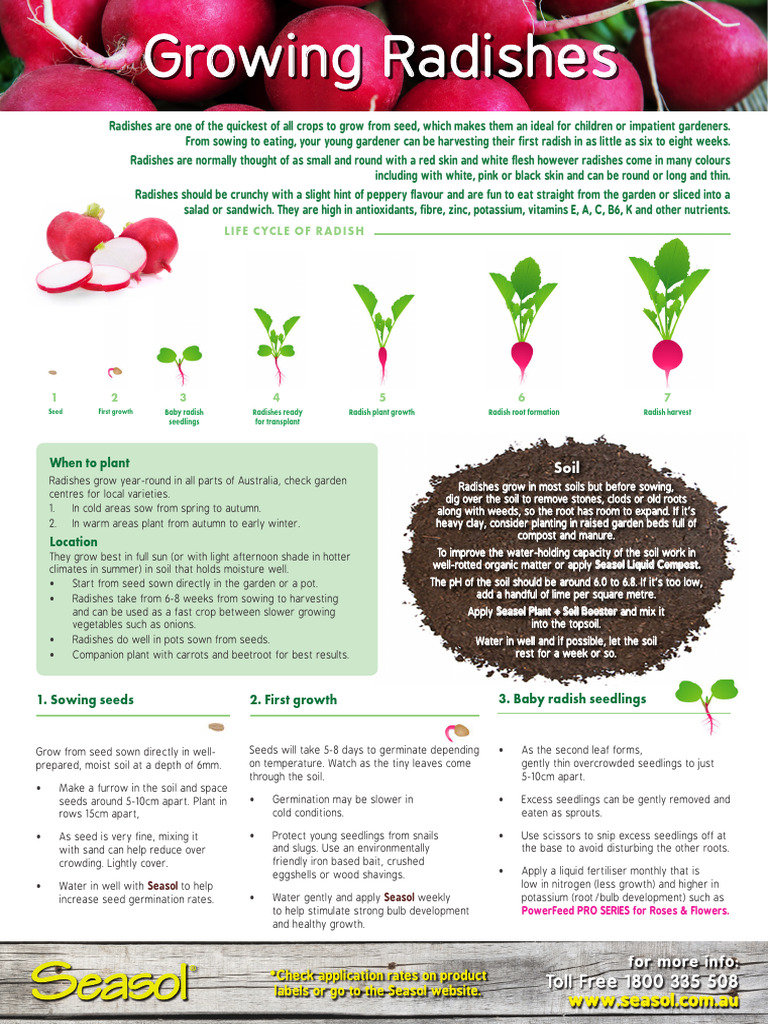 Growing Radishes: A Complete Guide | PDF | Sowing | Soil
