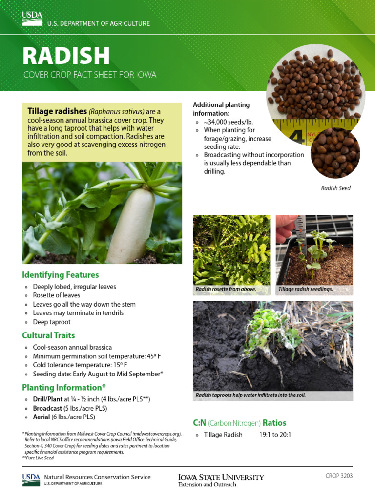 Radish Cover Crop Fact Sheet - 0 | PDF | Plants | Agronomy