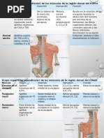 Musculos Intrinsecos y Extrinsecos Del Dorso | PDF | La columna ...