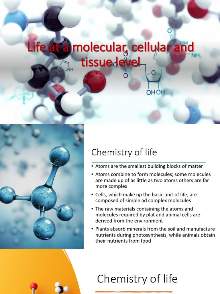 Understanding Life's Molecular Chemistry | PDF | Fertilizer | Cholesterol