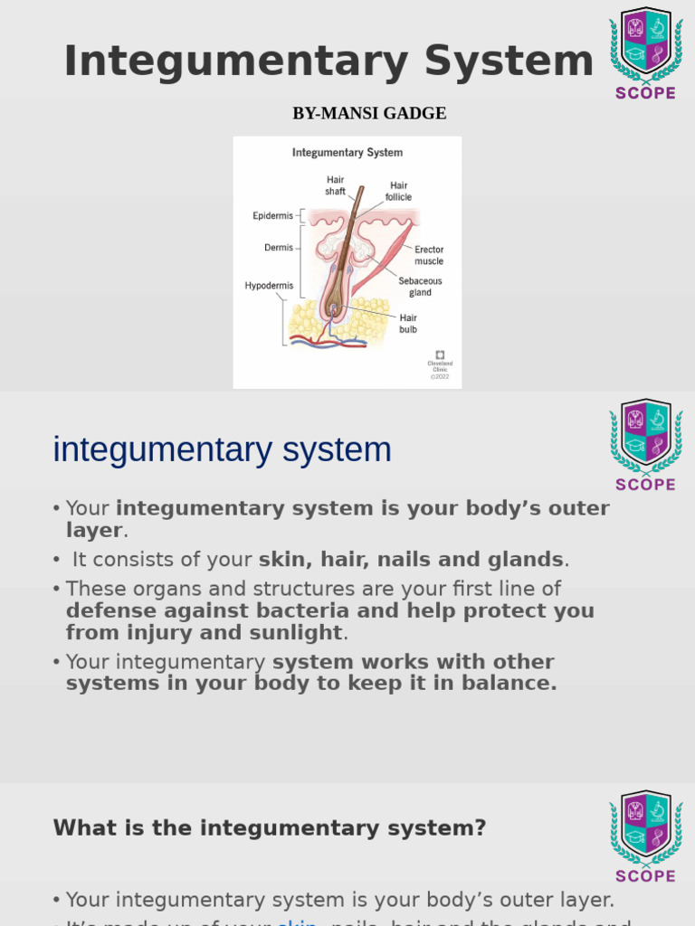 Integumentary System | PDF | Integumentary System | Skin