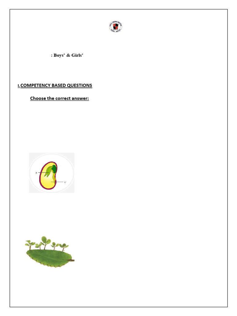EVS Worksheet: Plant World for Class V | PDF | Germination | Seed