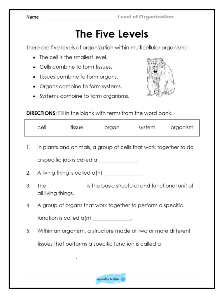 Level of Organization | PDF | Cell (Biology) | Tissue (Biology)