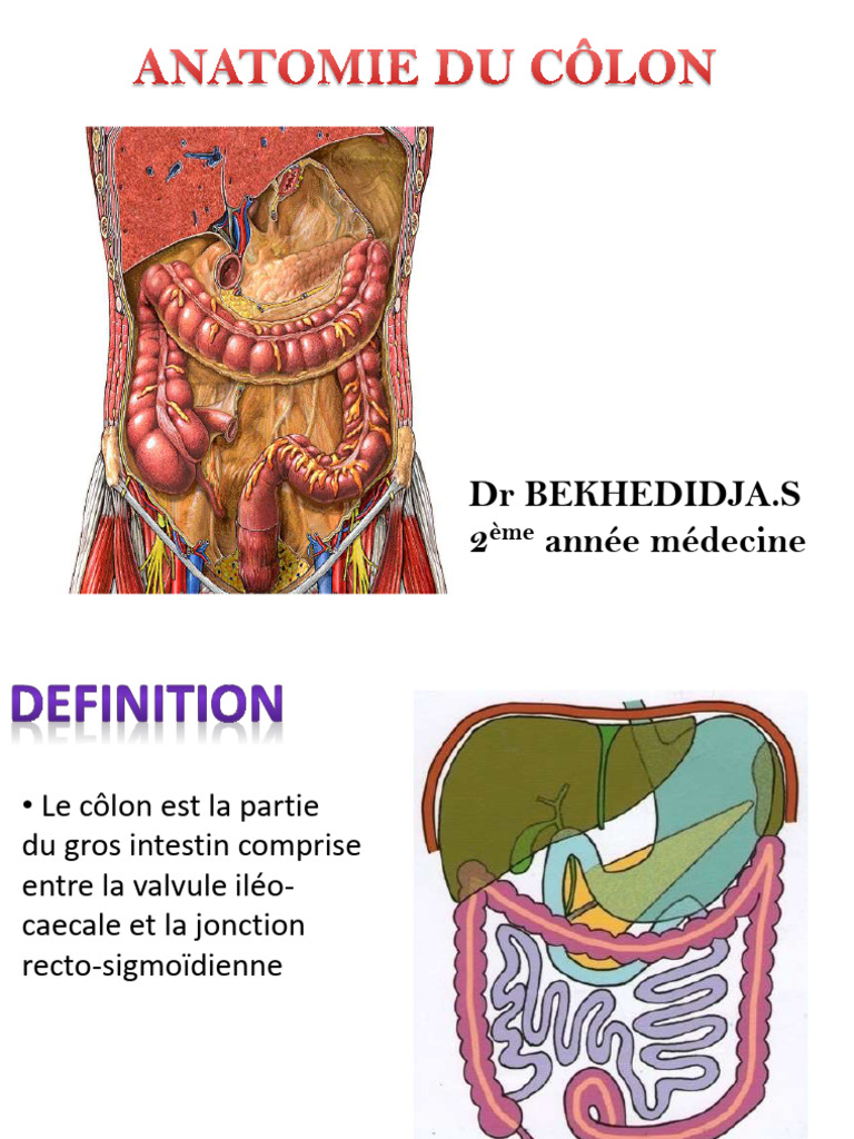 Anatomie du côlon humain | PDF | Péritoine | Gros intestin