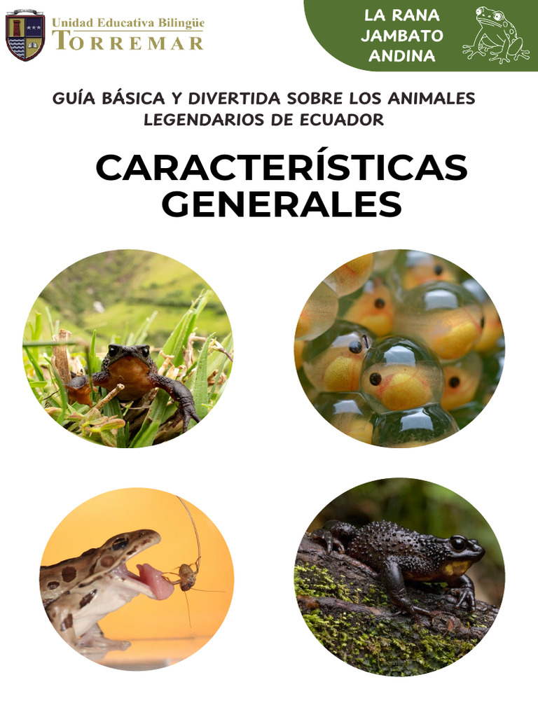 Rana Jambato Andina - Info A3 | PDF