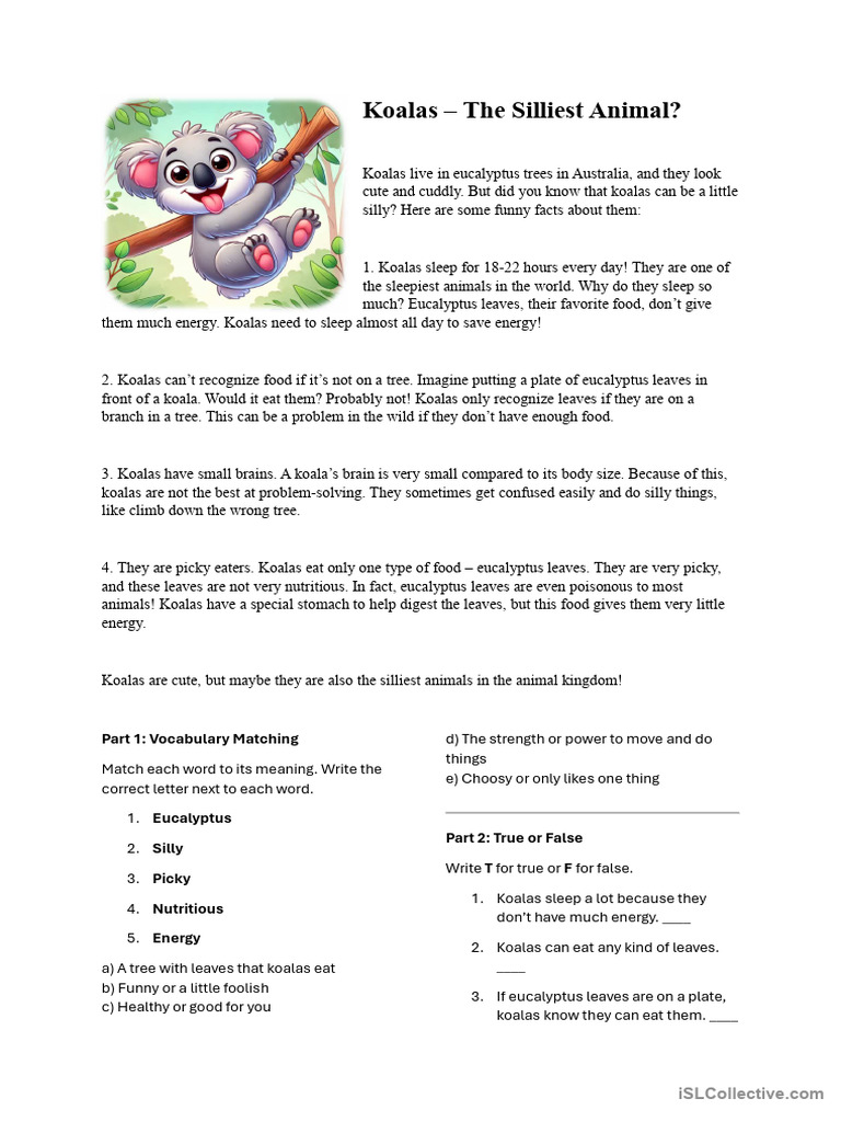 Koalas The Silliest Animal | PDF | Koala | Foods