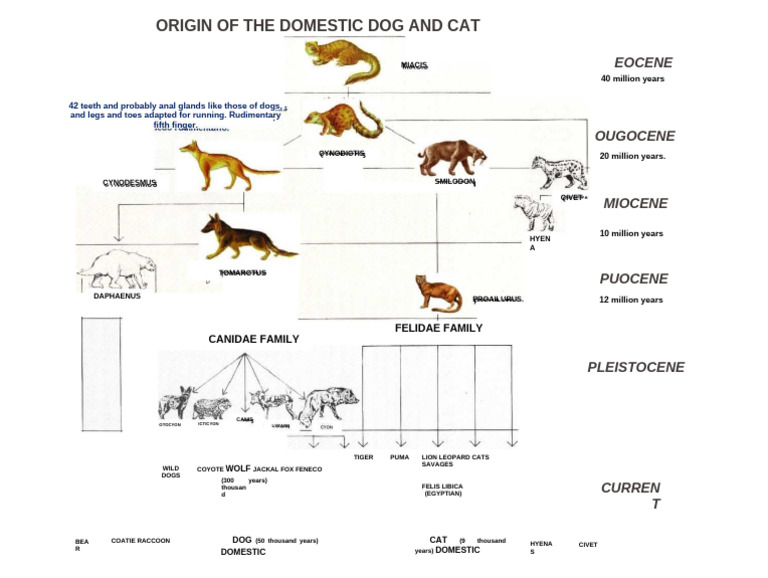 1. Evolutionary Scheme of the Dog and the Cat | PDF | Felidae | Canidae