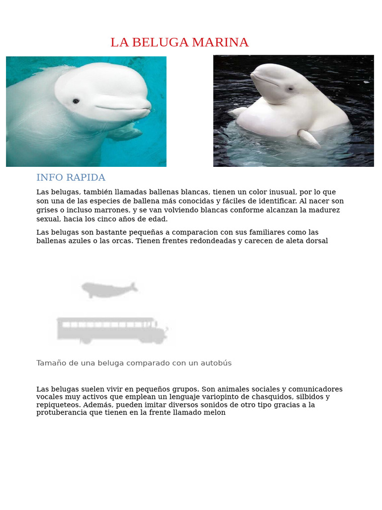 Beluga | PDF