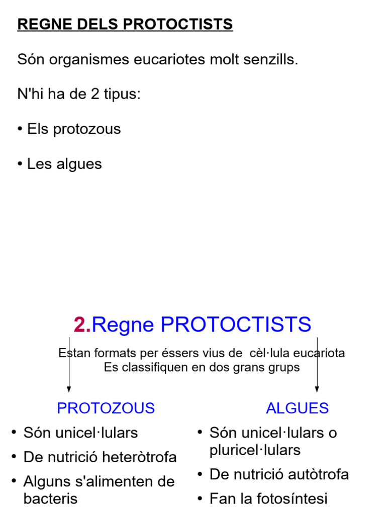 PP-Protoctists | PDF