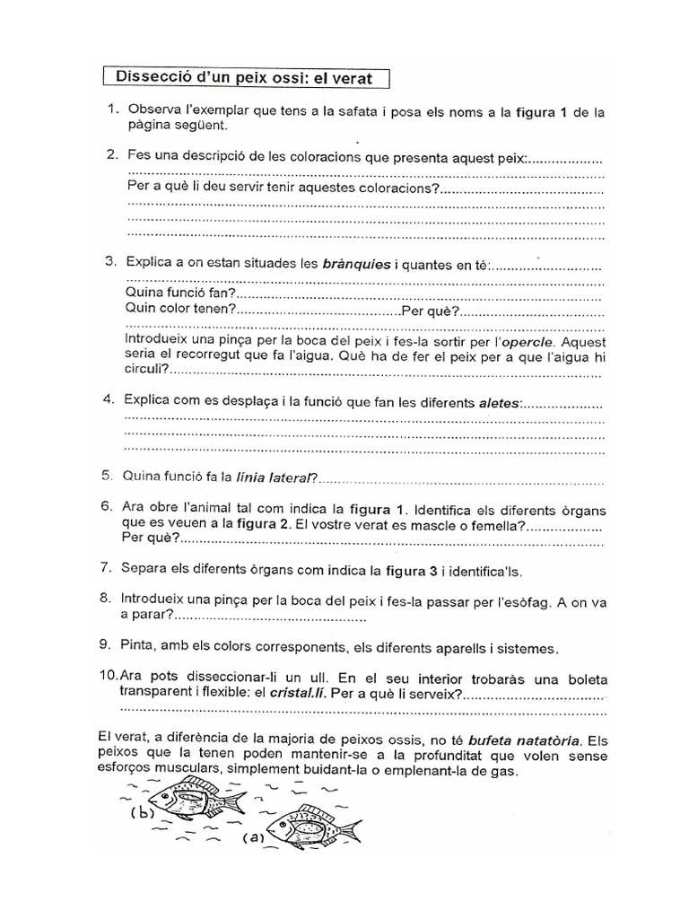 EXERCICIS - Dissecció Dun Peix | PDF