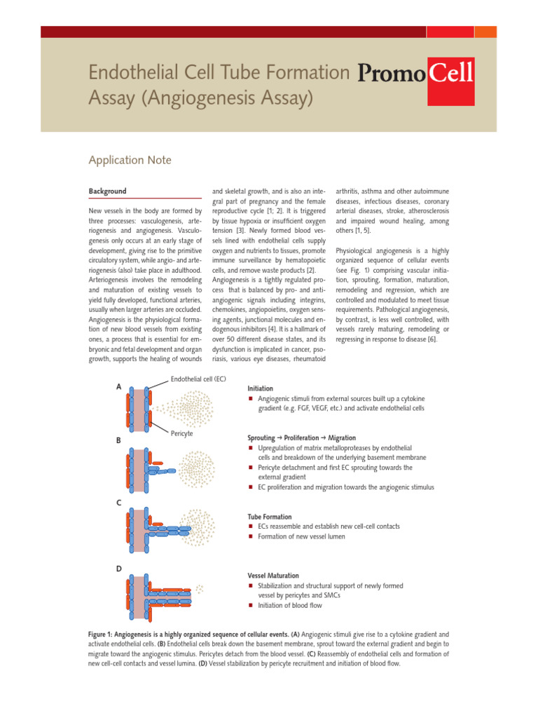 Endothelial-Cell-Tube-Formation-Assay | PDF | Angiogenesis | Blood Vessel