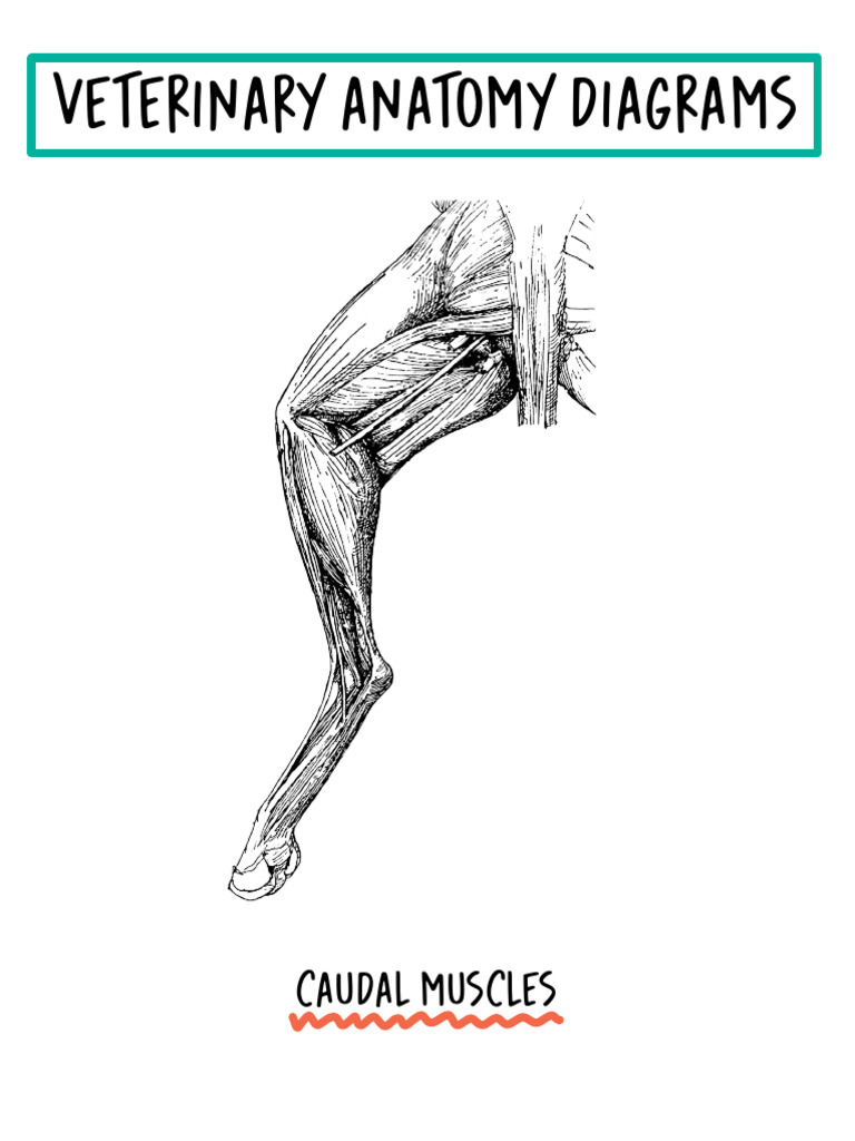 Anatomy Diagrams - Caudal Muscles | PDF