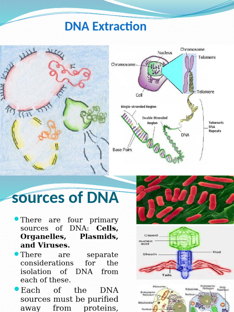 Dna Extraction Purification | PDF | Lysis | Precipitation (Chemistry)