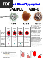 Blood Typing Lab Results and Analysis | PDF | Blood Type | Immunology