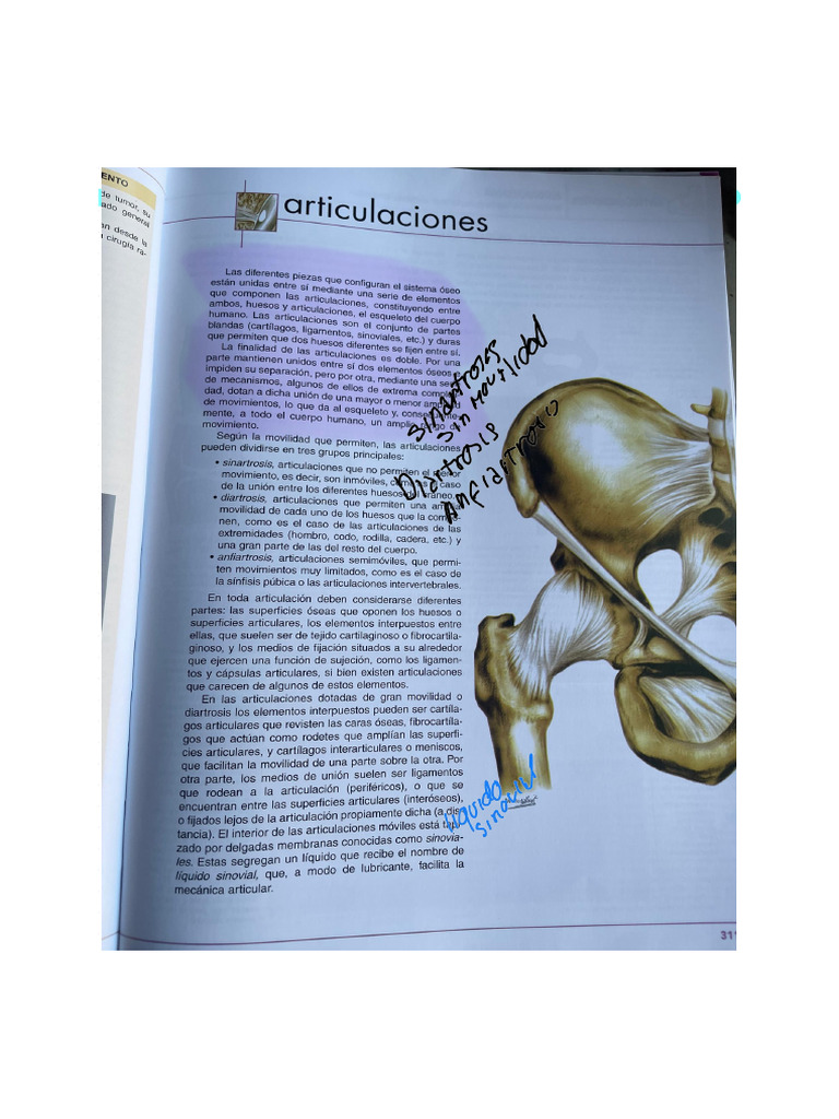 Articulaciones de La Columna Vertebral | PDF