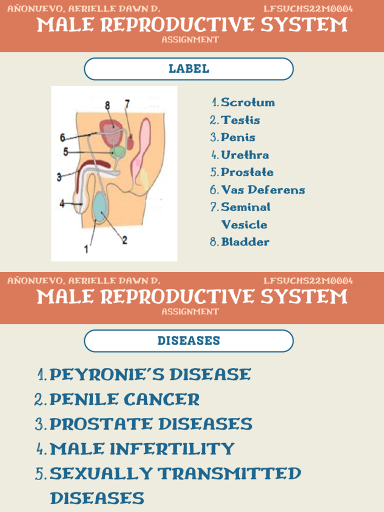 Añonuevo - Activity On Male Reproductive System | PDF | Sexually ...