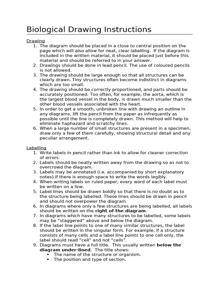 Guidelines for Biological Drawings | PDF | Drawing | Aorta