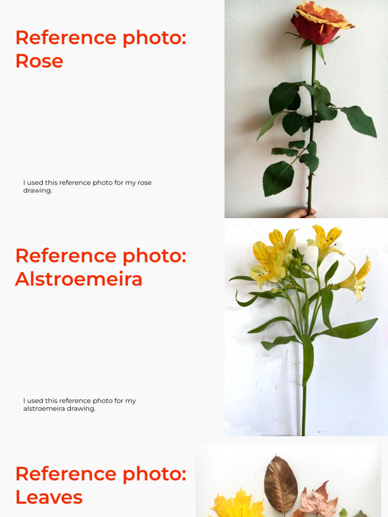 U4 - 01 - Reference Photos of Flowers and Leaves | PDF