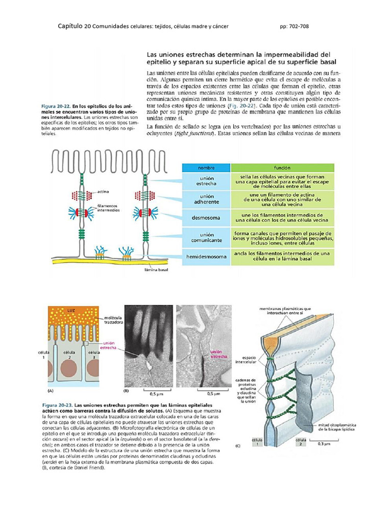 S12 - LECTURA para PD1 - Uniones Intercelulares | PDF
