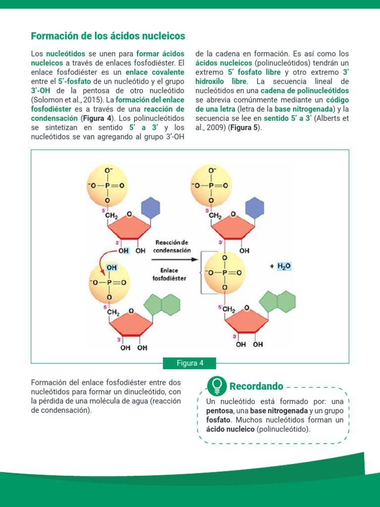 4 - Bio Ácidos Nucleicos 5 6 | PDF | Adn | Nucleótidos