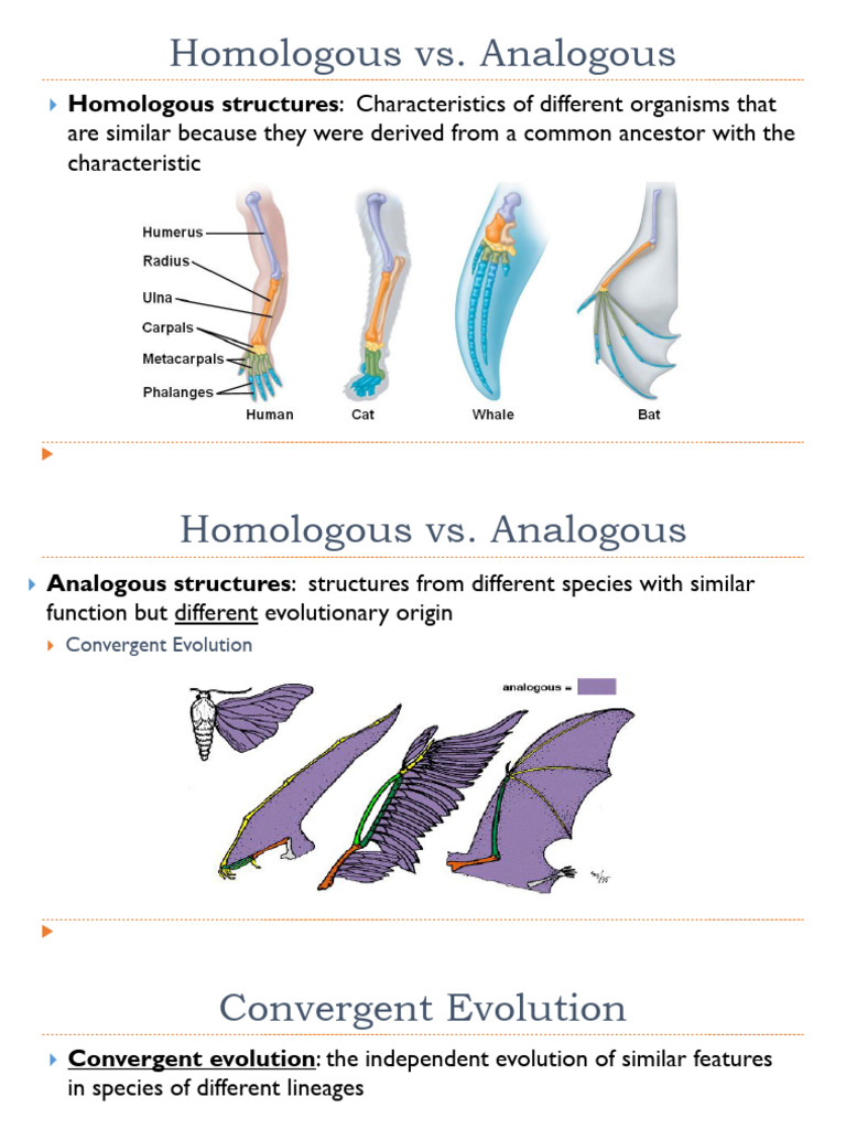 Lab 10 - Anatomy and Homology | PDF | Mammals | Tooth