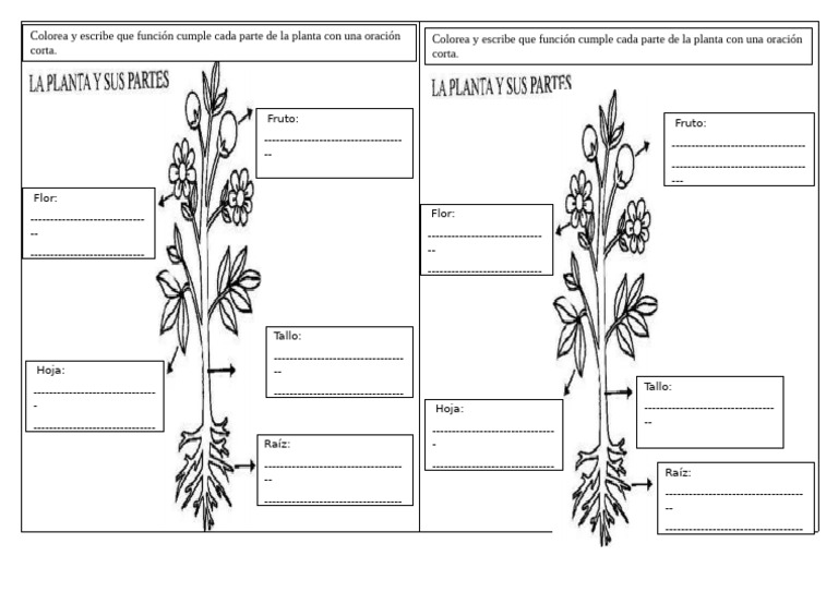 Hoja de Trabajo CN | PDF | Organismos | Plantas