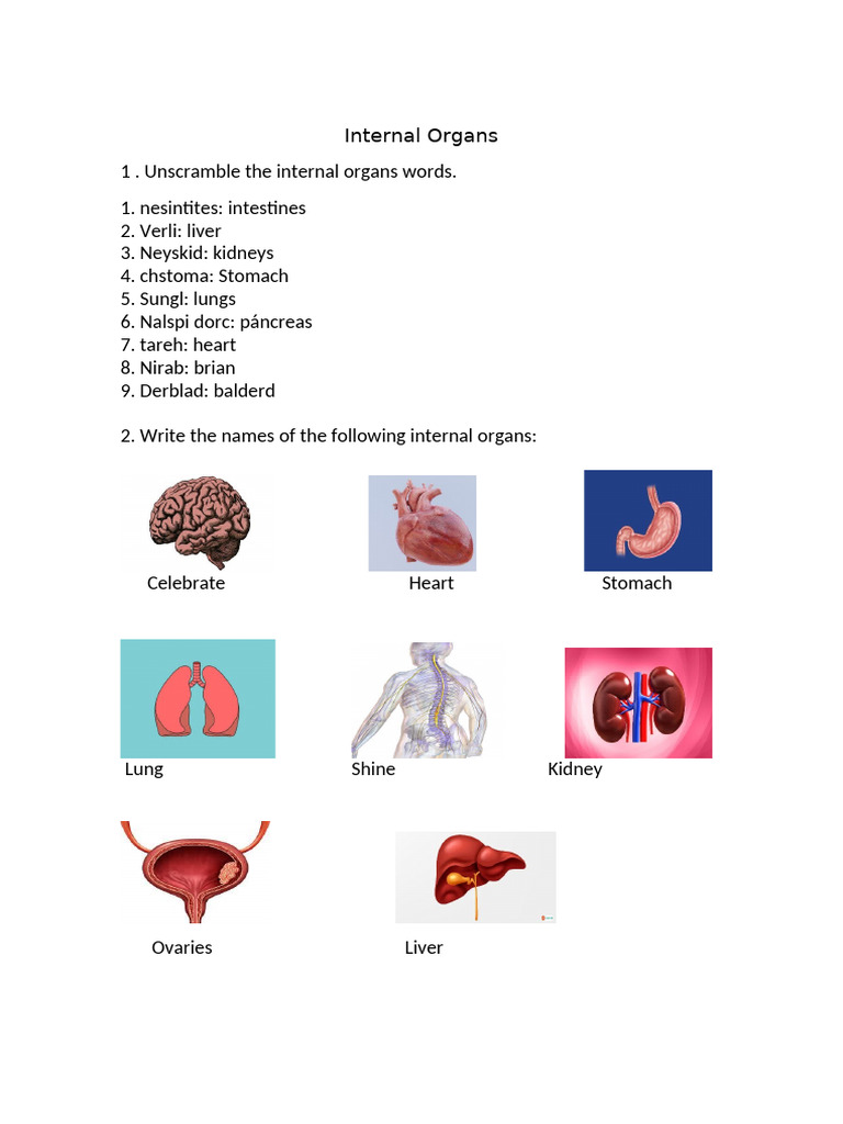Internal Organs Word Unscramble Guide | PDF