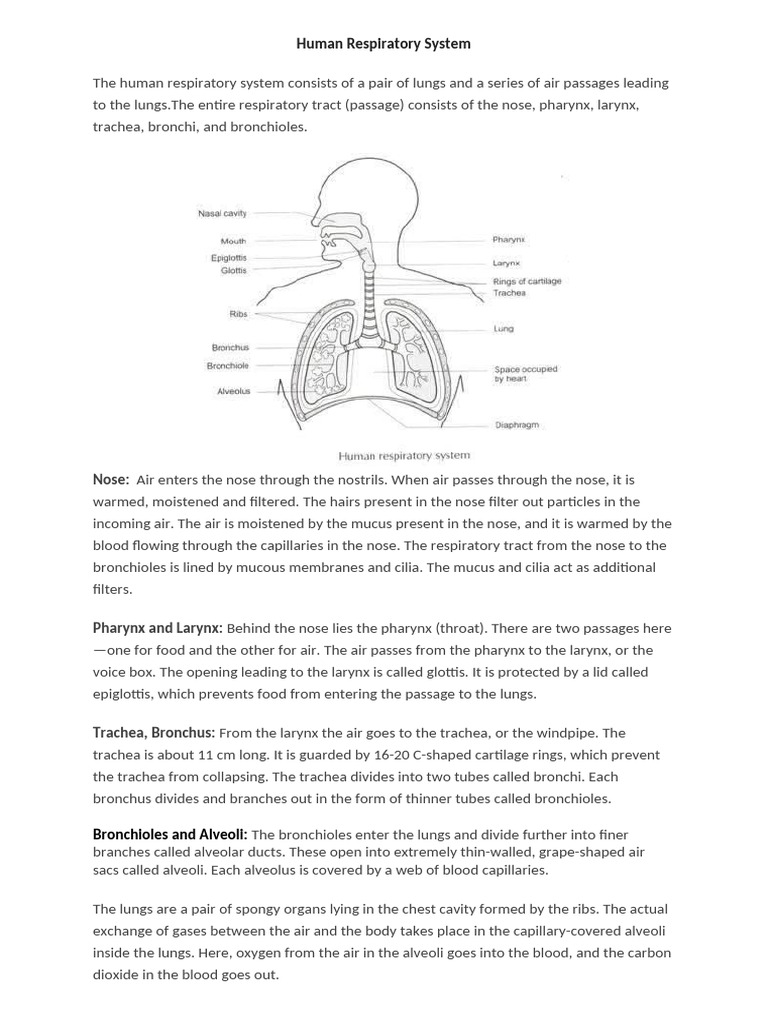 Respiratory System Grade 7 Notes | PDF | Respiratory Tract | Lung