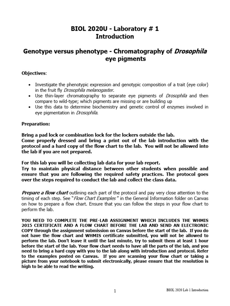 Drosophila Eye Color Genetics Lab | PDF | Thin Layer Chromatography ...