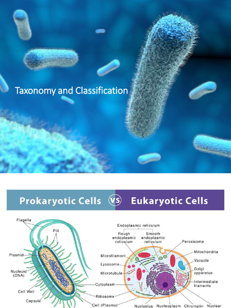 Bacterial_taxonomy | PDF | Ribosomal Rna | Archaea