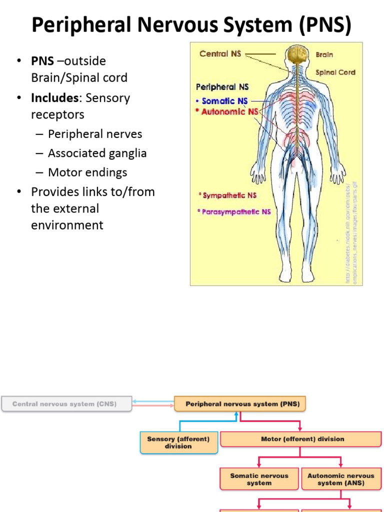 Chapter 13 PNS | PDF | Senses | Stimulus (Physiology)