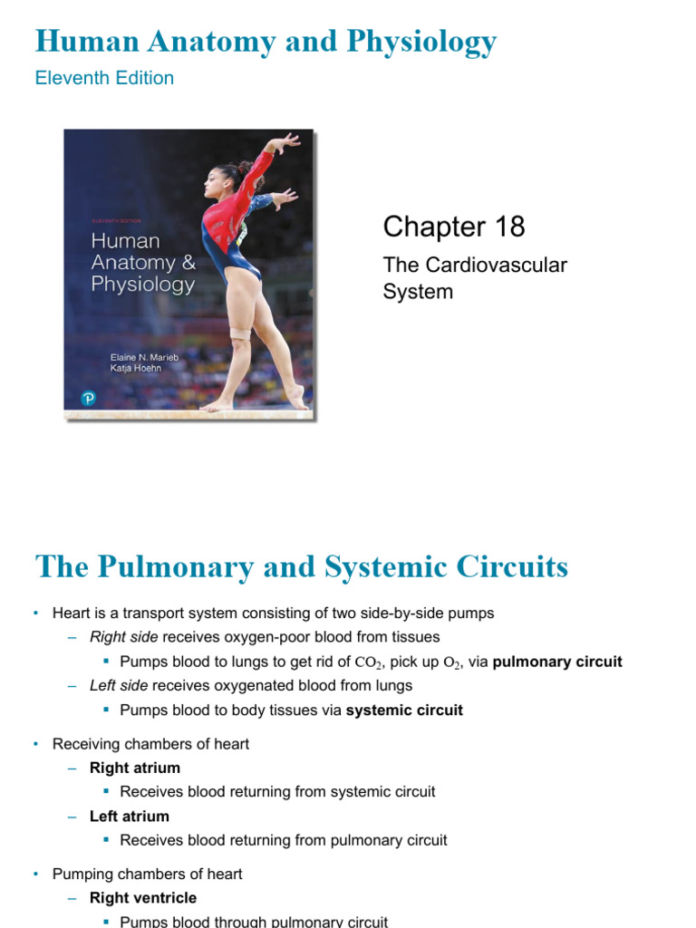 Module 1 Chapter 18 Heart | PDF | Heart Valve | Coronary Circulation