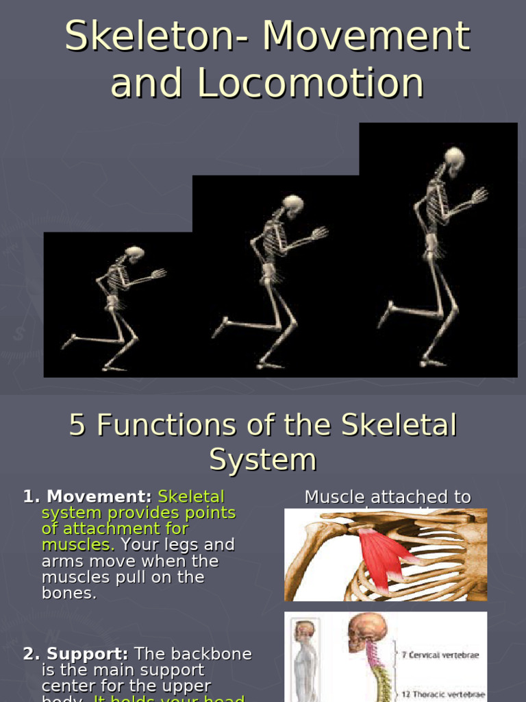 Cl9 - Bio - PPT - Skeleton - Locomotion and Movement - 2023 2 | PDF ...