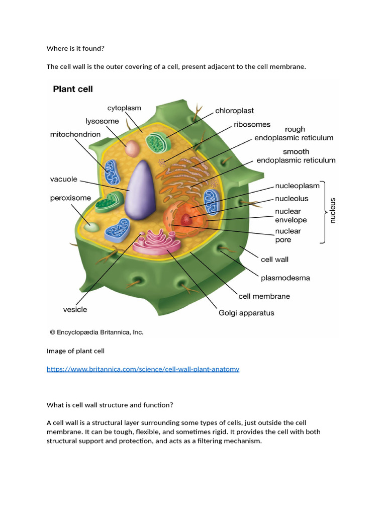 CELL WALL | PDF
