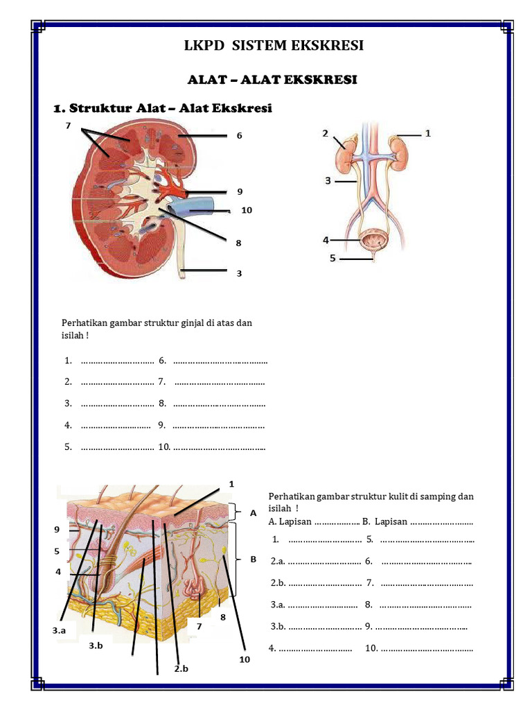 LKPD 2 - Sistem Ekskresi | PDF