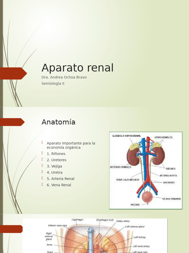 Aparato Renal | PDF | Riñón | Sistema urinario