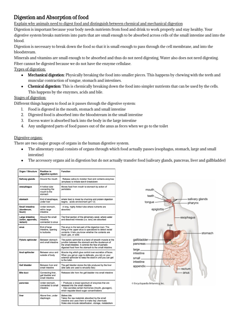 Digestive System Test Material | PDF | Digestion | Small Intestine