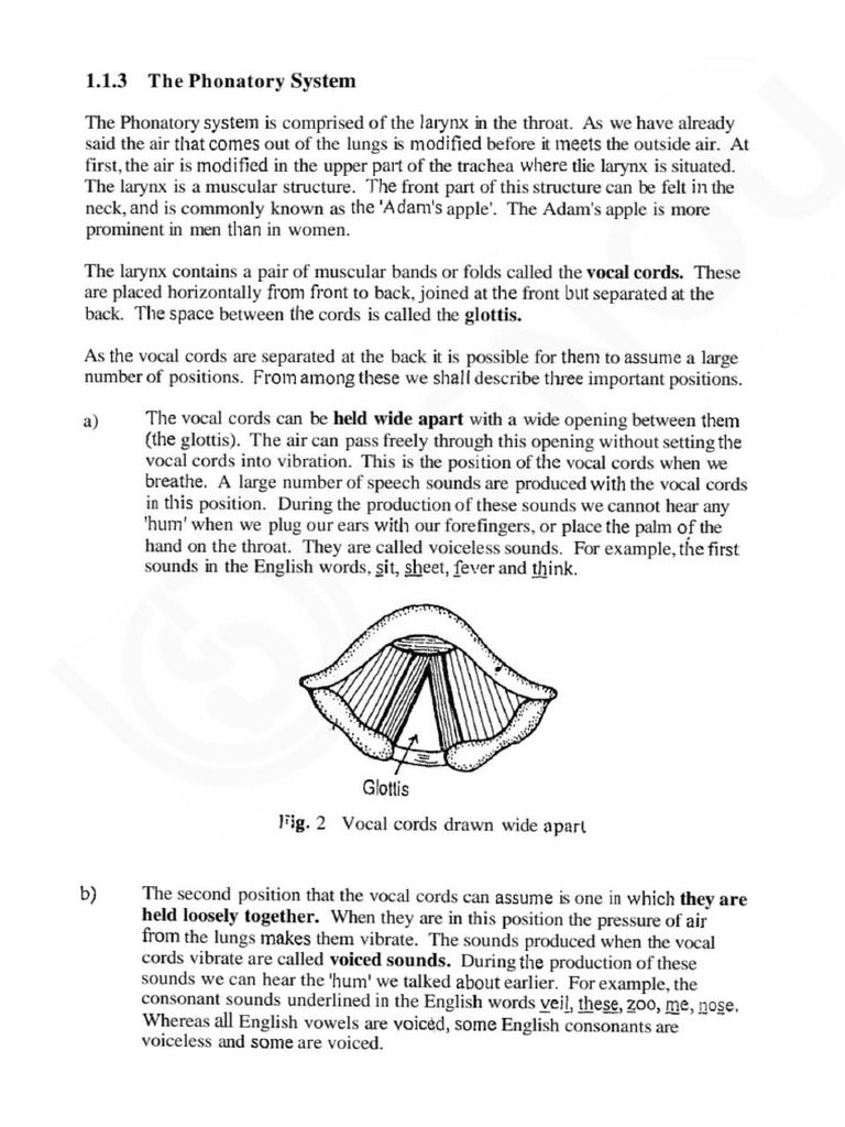 The Phonatory System and Articulatory System | PDF