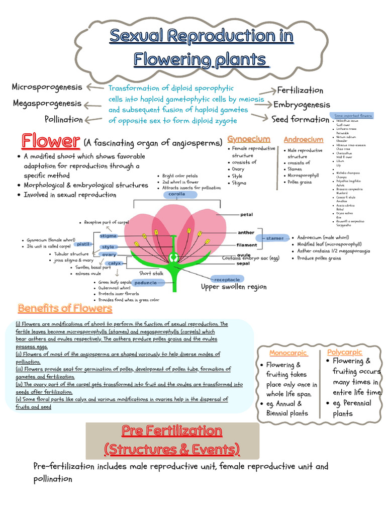 Sexual Reproduction in Flowering Plants - 20240810 - 091024 - 0000 ...
