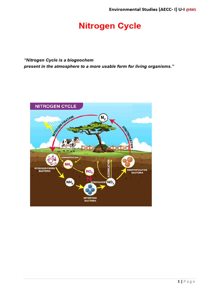 7. Nitrogen Cycle | PDF | Nitrogen | Systems Ecology