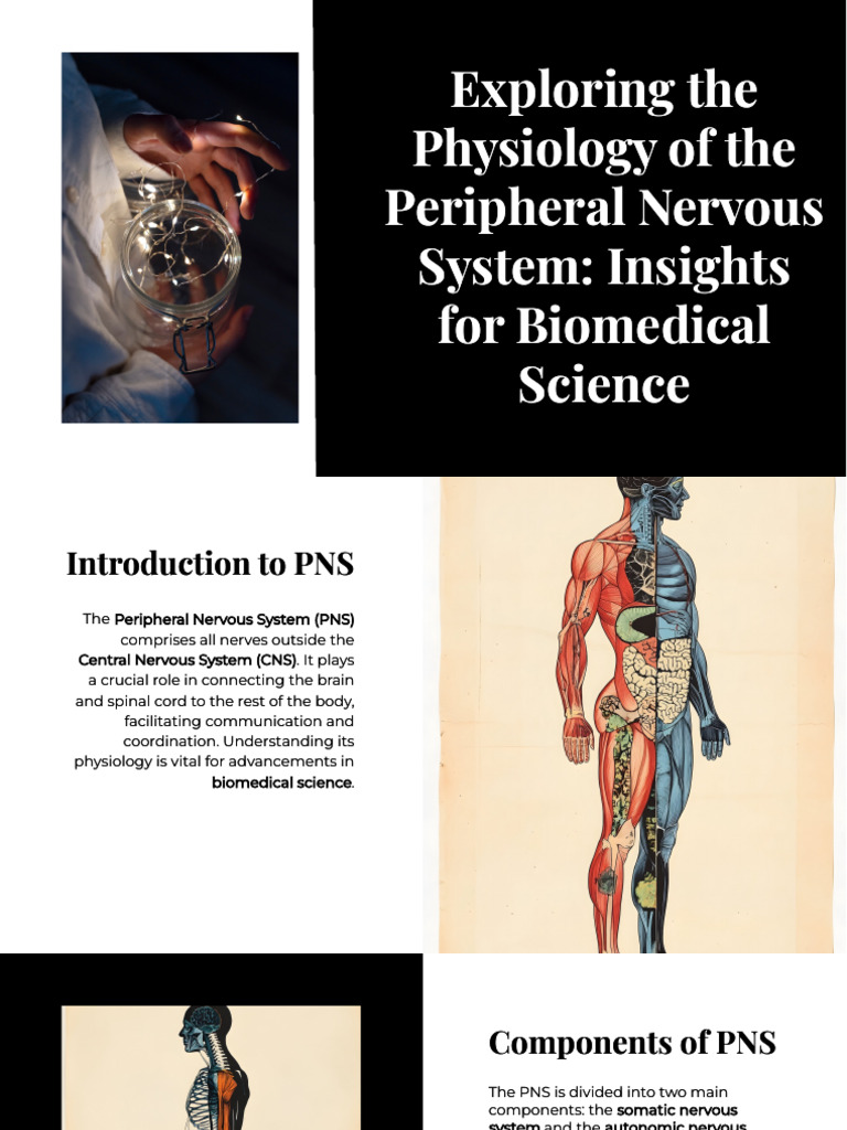 Slidesgo Exploring The Physiology of The Peripheral Nervous System ...