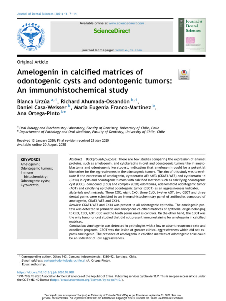 Amelogenin_in_calcified | PDF | Epithelium | Immunohistochemistry