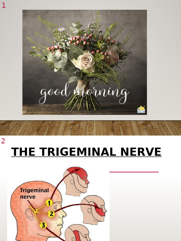 Trigeminal Nerve Anatomy and Functions | PDF | Neuroanatomy | Human ...