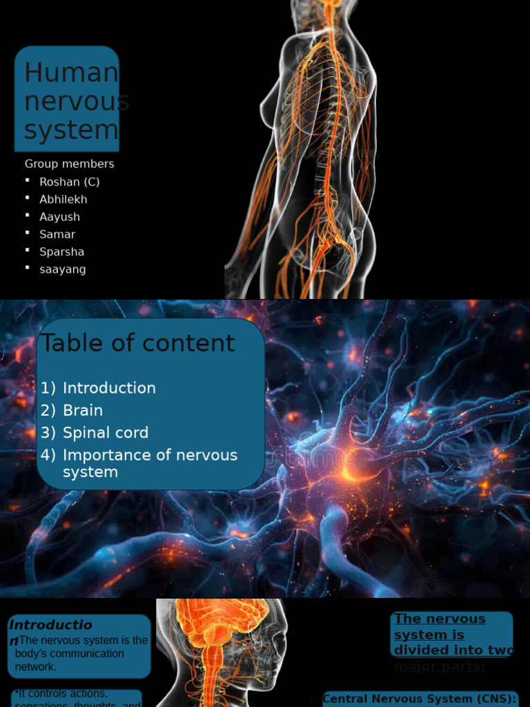 Overview of the Human Nervous System | PDF