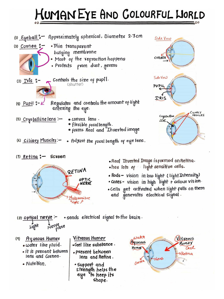 Human Eye and Colourful World Handwritten Notes | PDF