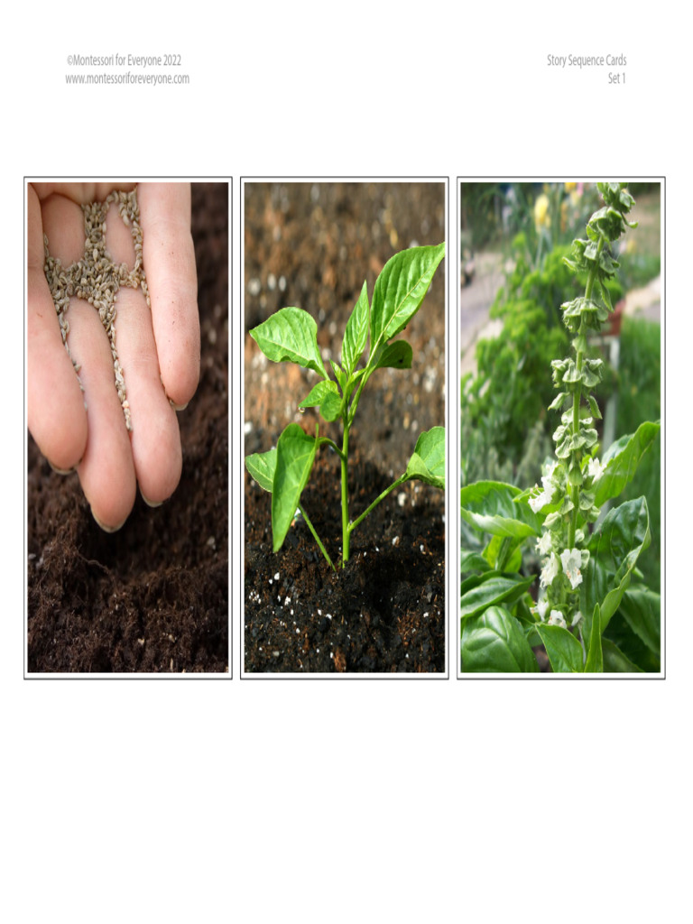 Story Sequence Cards | PDF